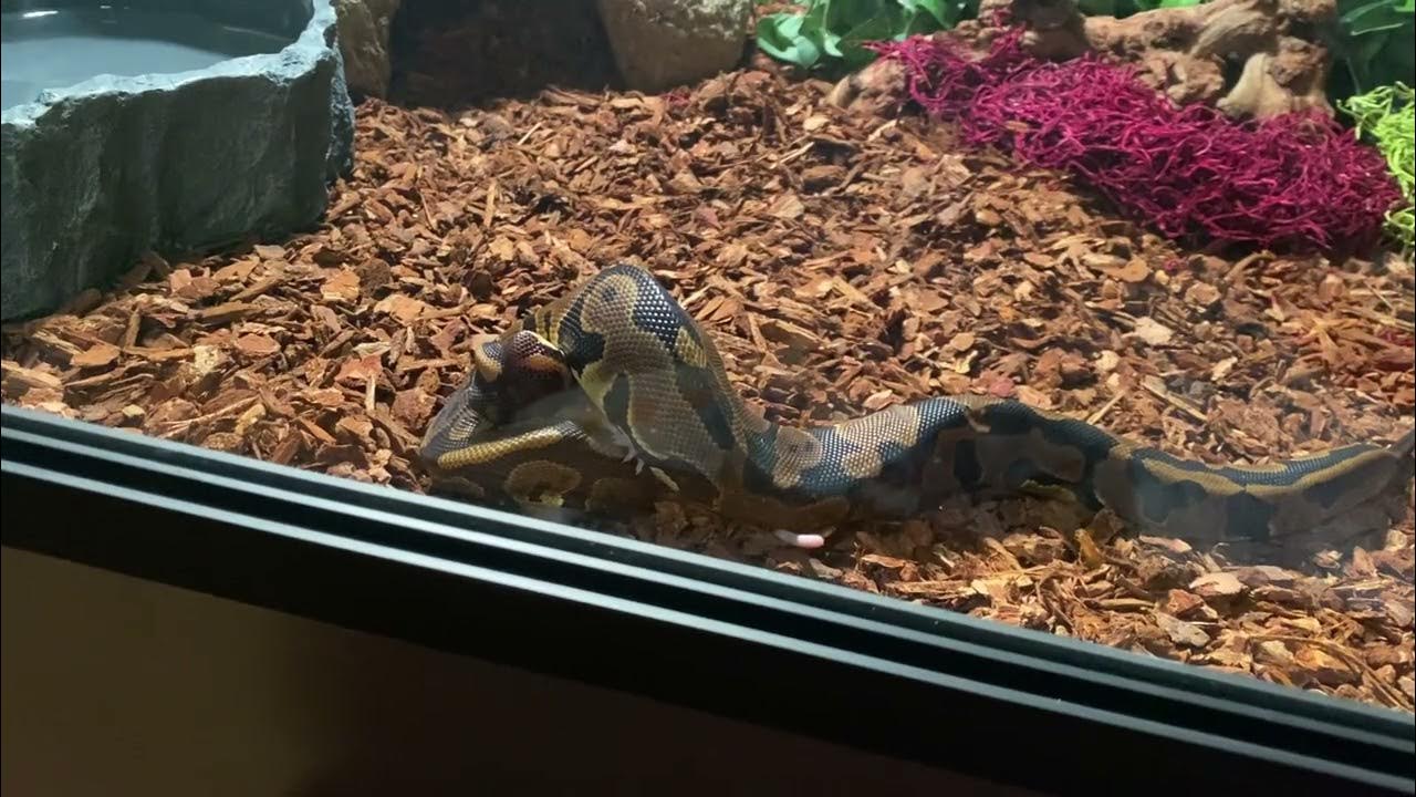 160 gram ball python eating a medium mouse - YouTube