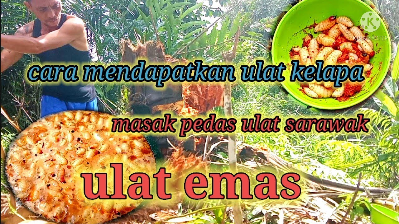 CARA MENCARI ULAT EMAS SARAWAK || MASAK PEDAS ULAT KELAPA - YouTube
