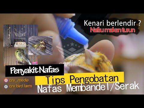 PENGOBATAN KENARI NAFAS, SERAK & BERLENDIR ALA CRV CANARY #kenarimania