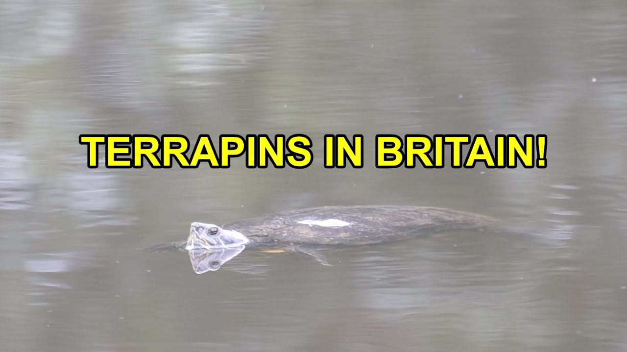 Red Earred Terrapin in UK pond - YouTube