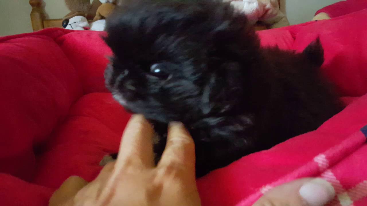 Tyson de Gallumar Pekinés Imperial Negro - YouTube