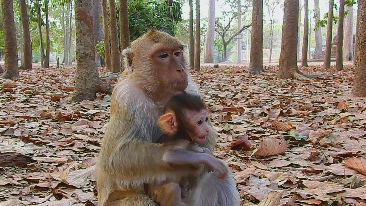 Help! Briget separate baby Baron from mum Brianna, Birget catch baby ...