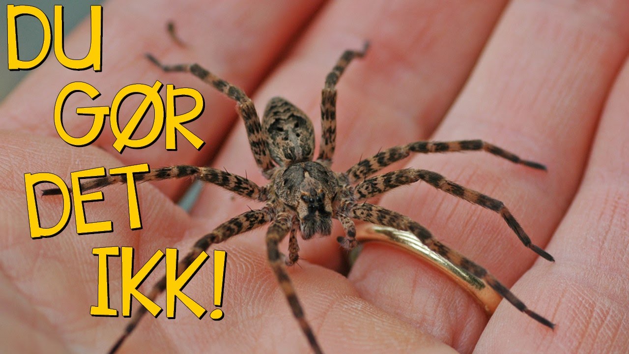 Den STORE edderkop - TheSlowCSS - YouTube