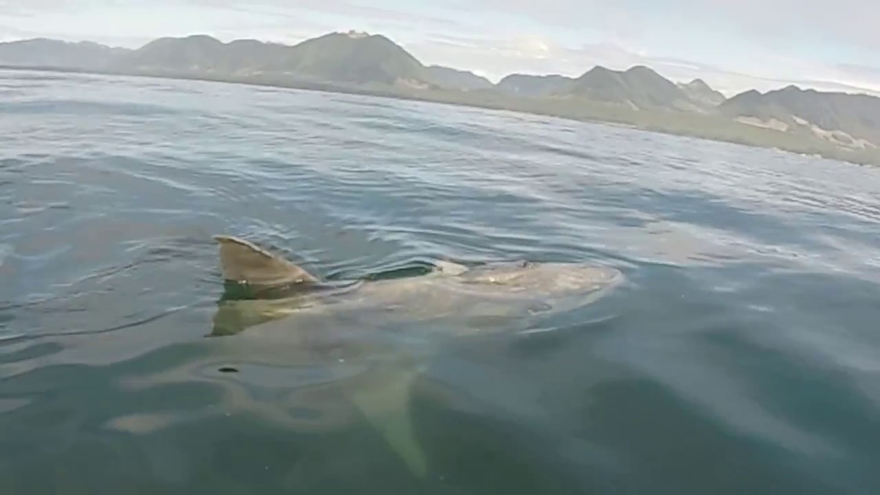 Actual footage of the weirdest fish in the ocean (sunfish) - YouTube