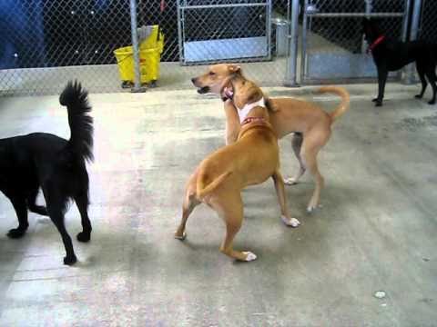 Reggie and Lucy - YouTube