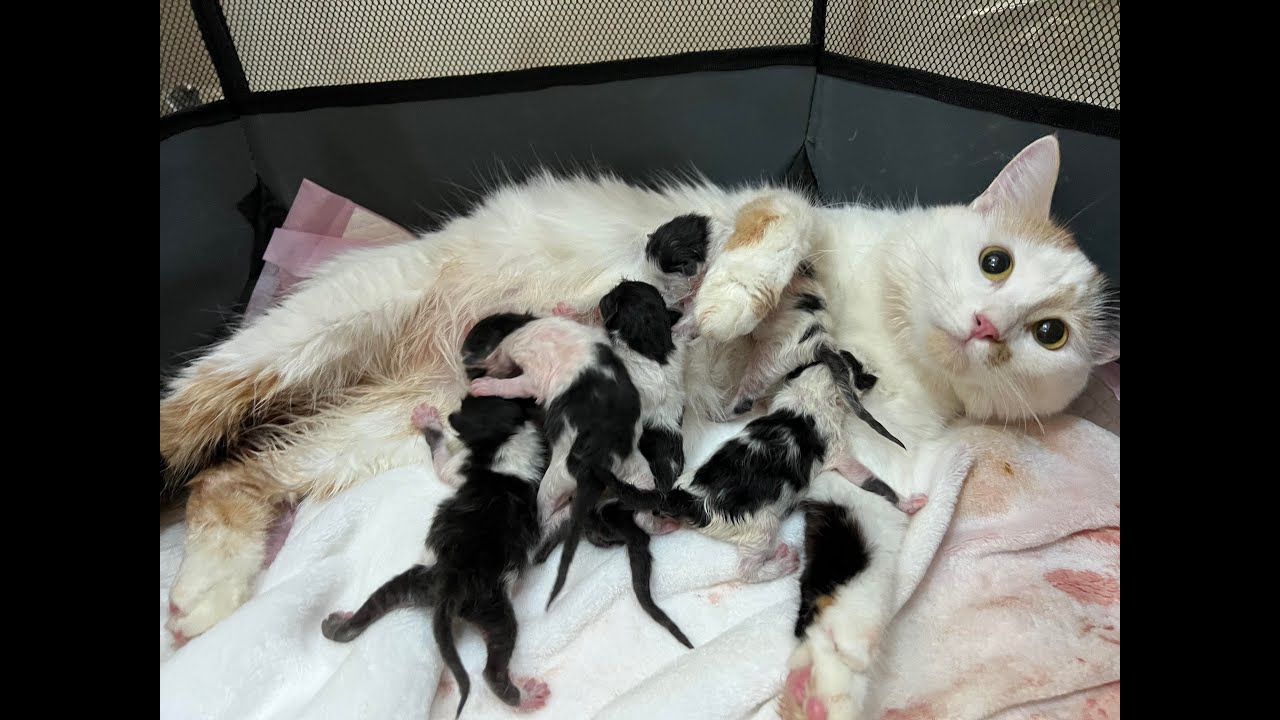 Meet the New Feline Family: Our Cat Gives Birth to 5 Adorable Kittens ...