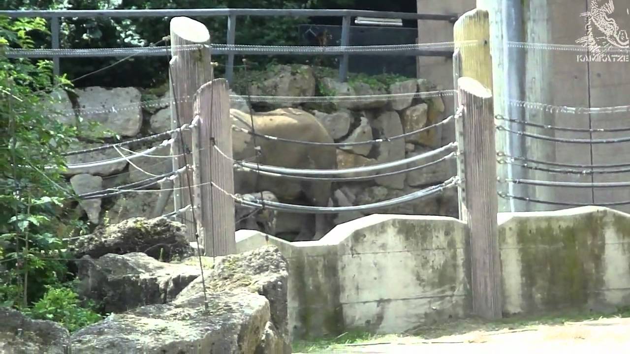 2 day old Elephant baby, Zoo Schönbrunn - YouTube