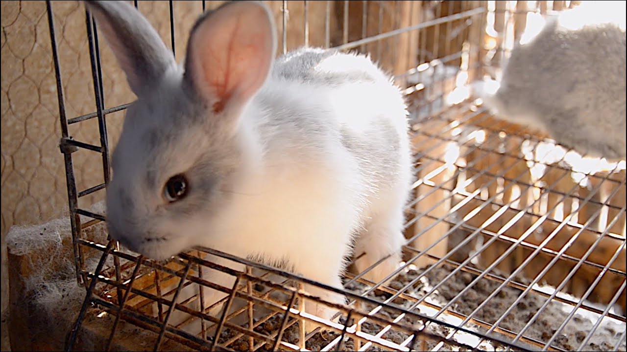 RAZAS DE CONEJOS EN EL RANCHO RC CONEJOS - YouTube