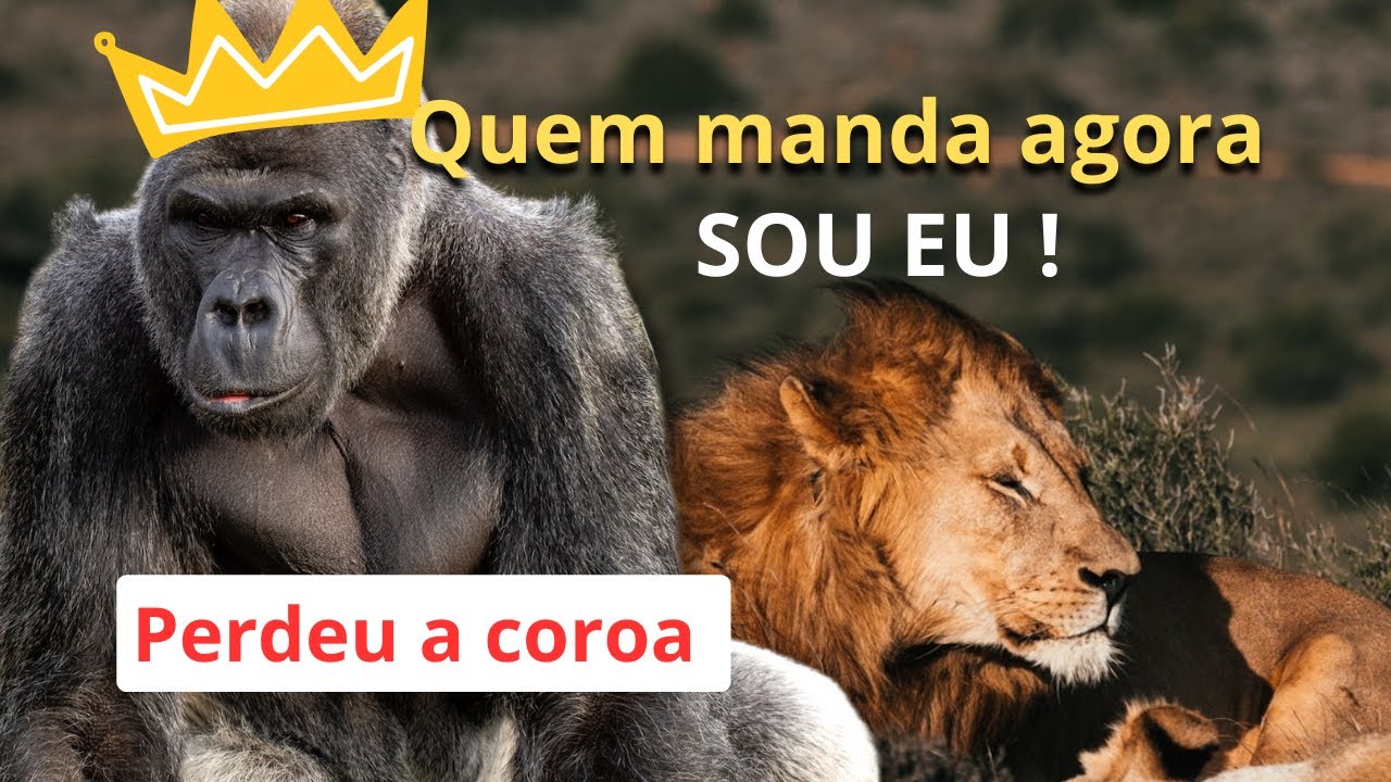 Seis animais que tomaria o posto de REI DOS LEÕES - YouTube