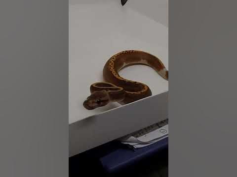 Angry Ball Python Compilation - YouTube