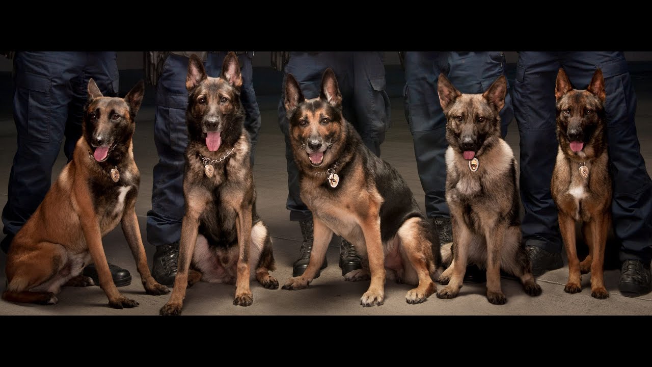 History of Wilmington Police Department K9 & Mounted Units (2023) - YouTube