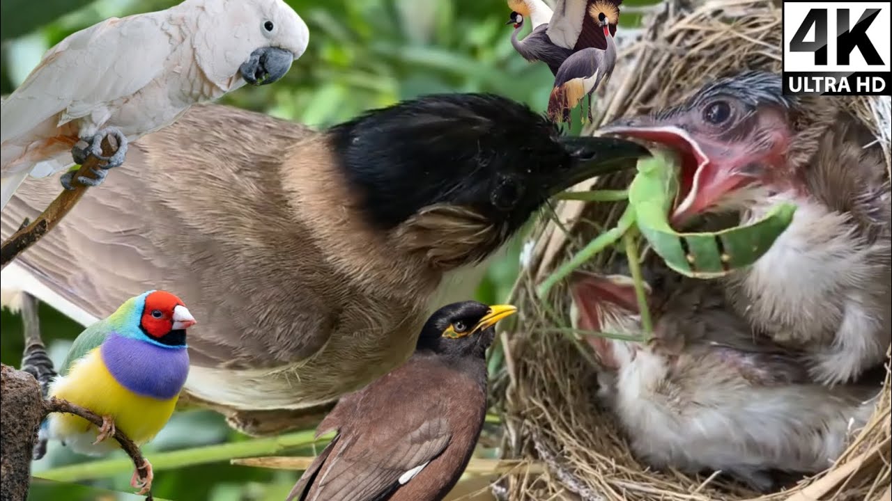 Birds baby cute bird nest baby birds | most beautiful birds 4k ultra hd ...