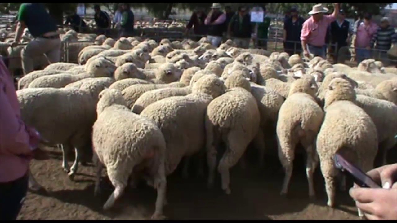 High demand for store sheep at Wycheproof - YouTube