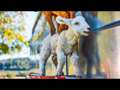 “Each Sheep Has A Name” - THE SHEEP DETECTIVES Movie Clip (2026) Hugh Jackman