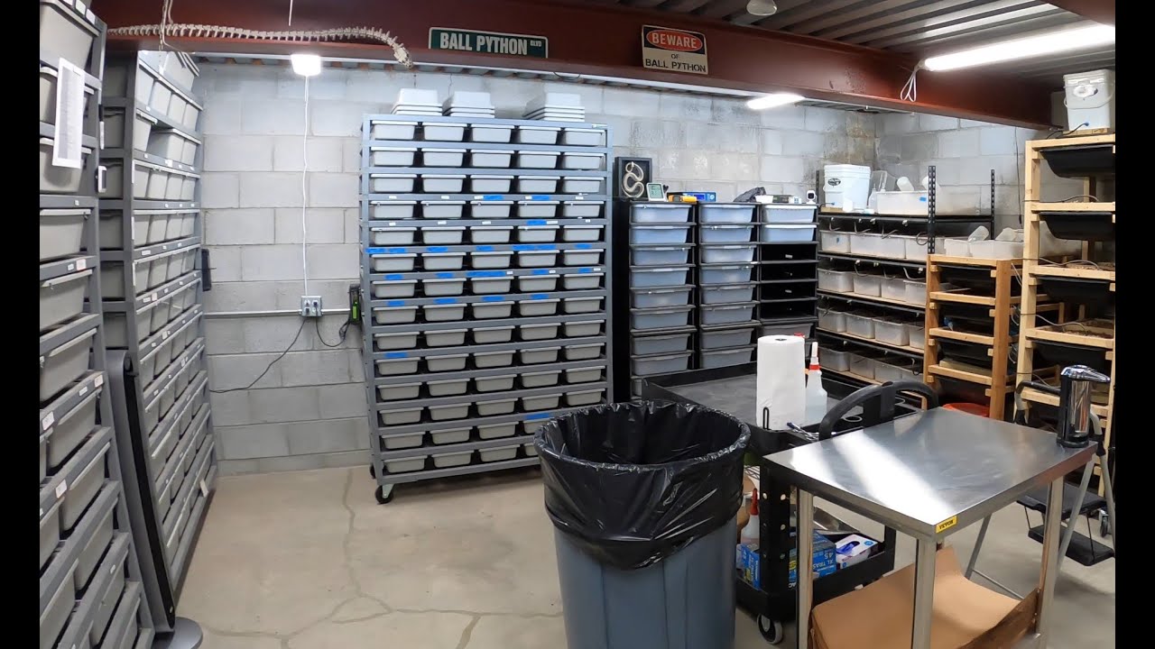 NEW SNAKE ROOM UPGRADES!!! 💯 THAT MAKE MY LIFE EASIER! - YouTube