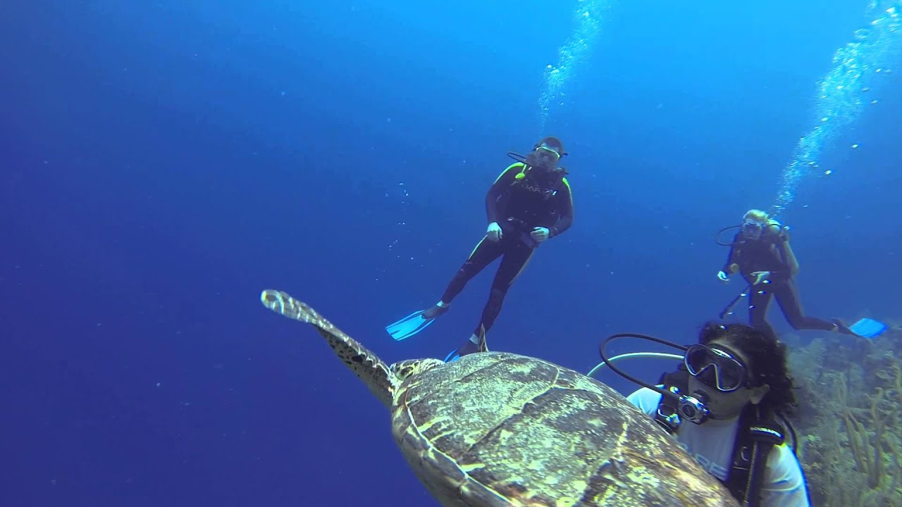 Following a turtle in Belize - YouTube