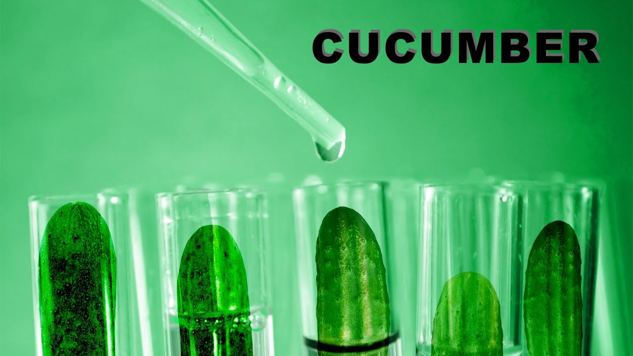 Cucumber - vitamins and minerals. The cucumber is the closest relative ...