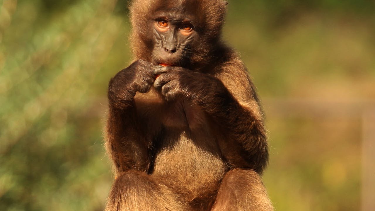 Cute Monkey Guinea Baboon - YouTube