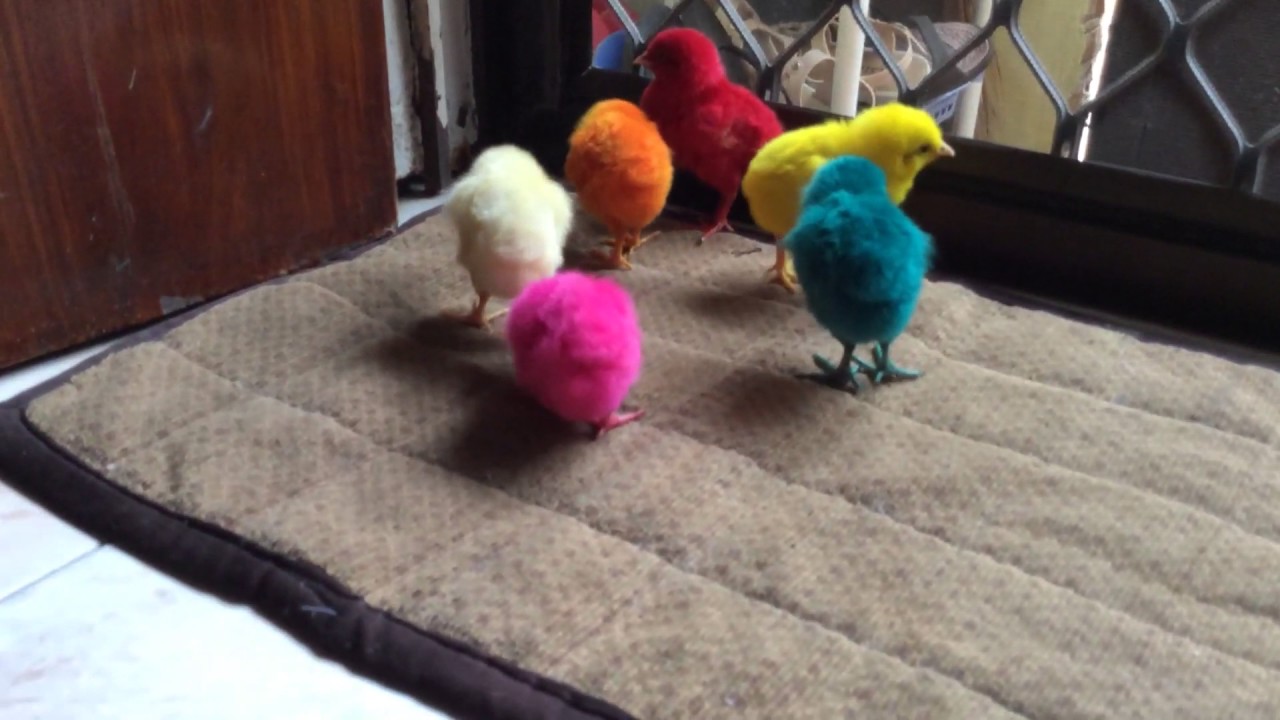 ang mga sisiw - YouTube