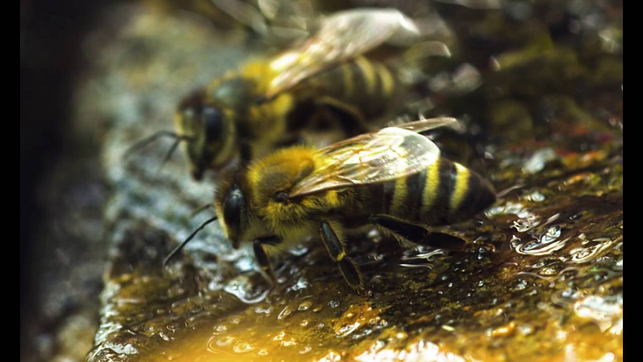 Bees drinking - YouTube