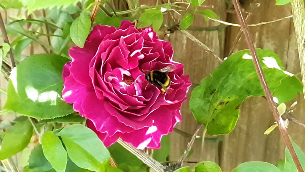 Bee in the Red Rose Flower Green Leafs - YouTube