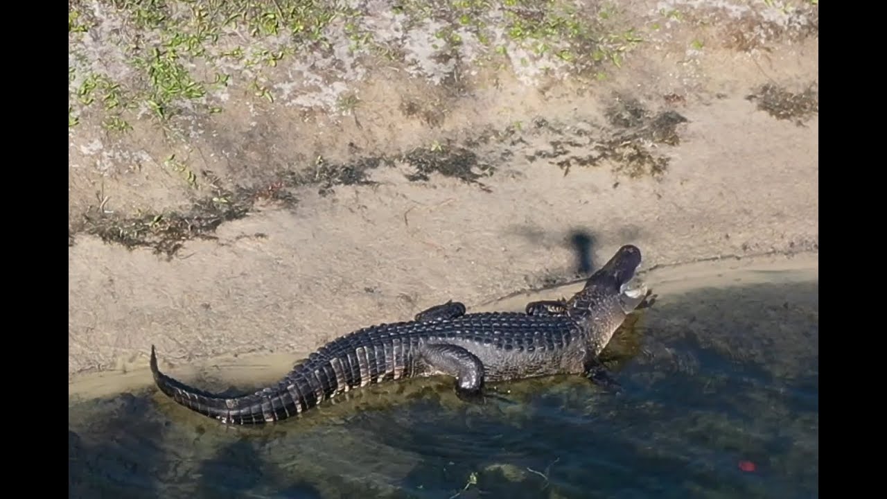 Wild Gator Chomps Drone out of the Sky! - YouTube