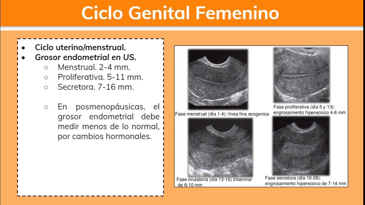Ciclo Menstrual Femenino: Ovulación y Fecundación - Ginecología - YouTube