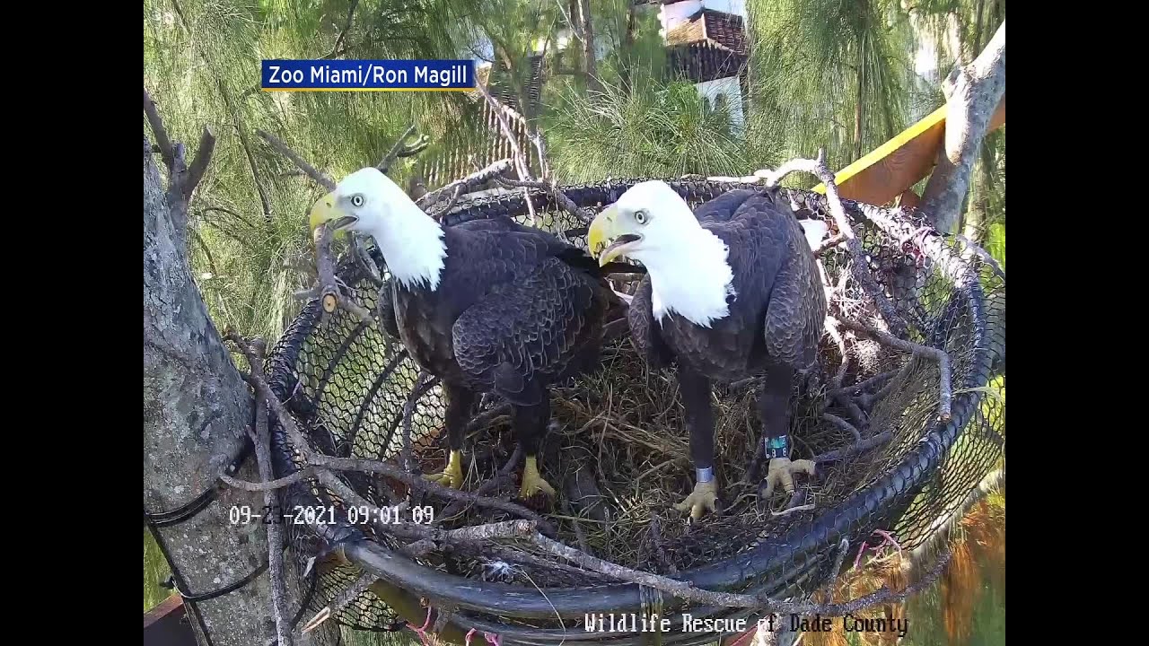 WEB EXTRA: Bald Eagles Begin Building Nest On Custom Made Platform ...