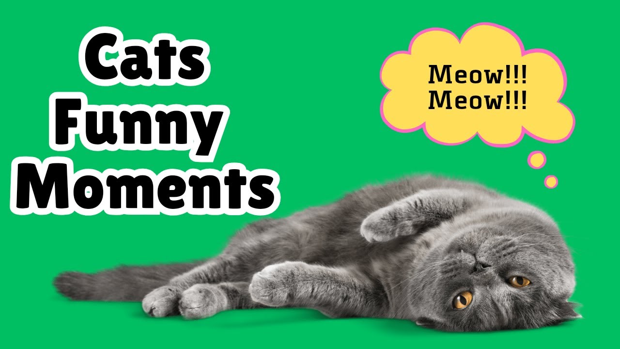 cats very funny Scenes videos don't stop your laughing - YouTube