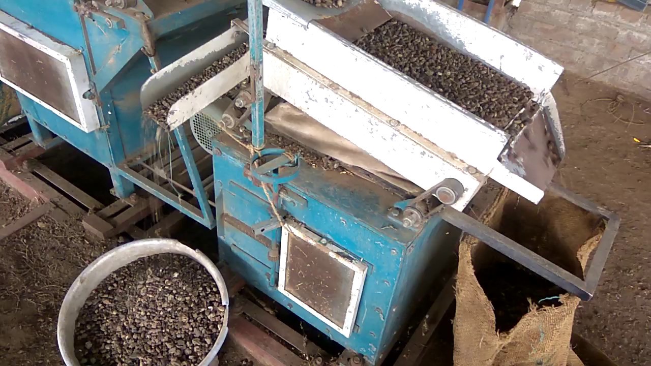 Neem seed cleaning for neem cake and neem oil - YouTube
