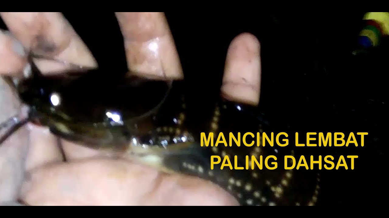 MANCING IKAN LEMBAT DI KANAL SAWITAN SERU.......TARIKANNYA - YouTube