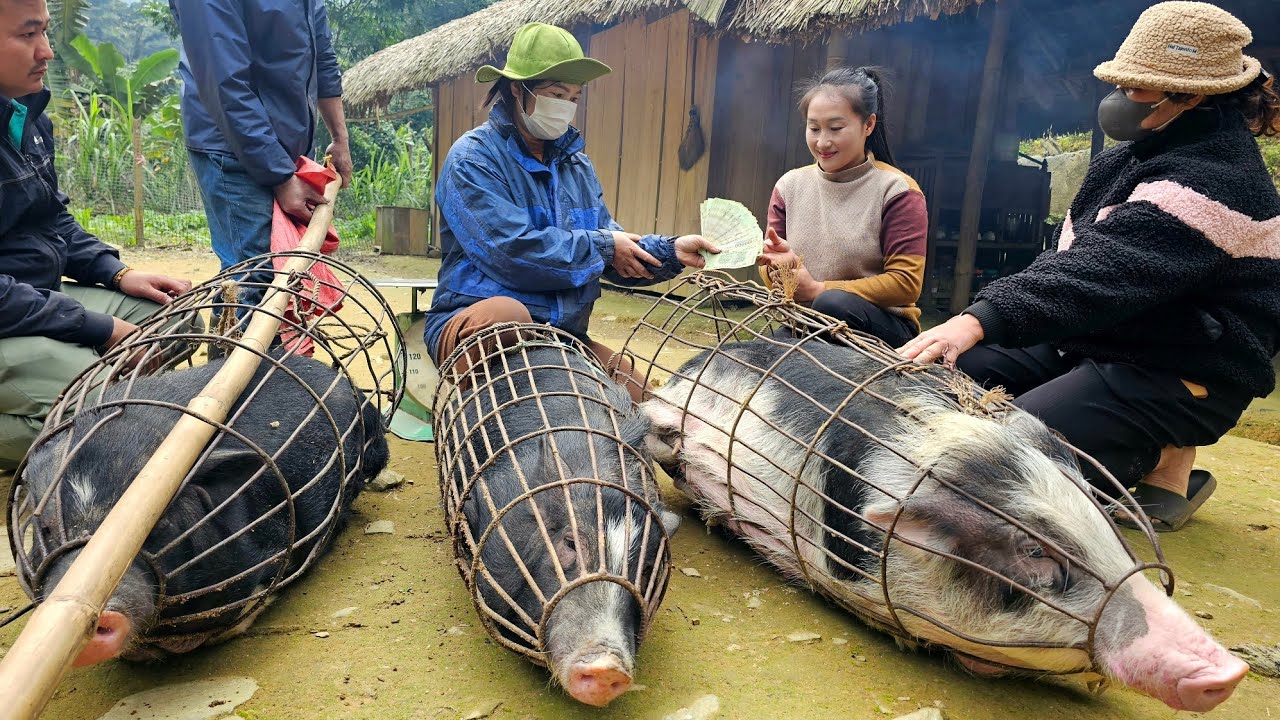 Girl selling pigs earns 13 million after many years of care - Harvest ...