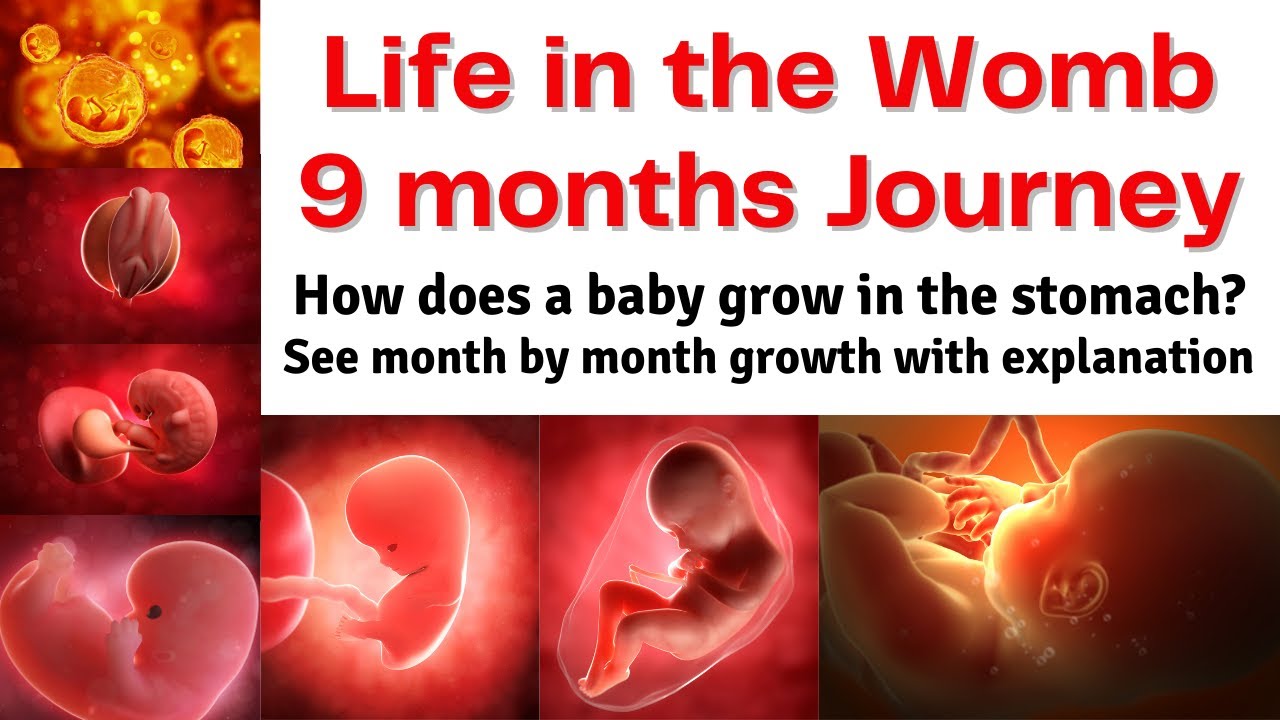9 Months In The Womb: A Remarkable Look At Fetal Development Through ...