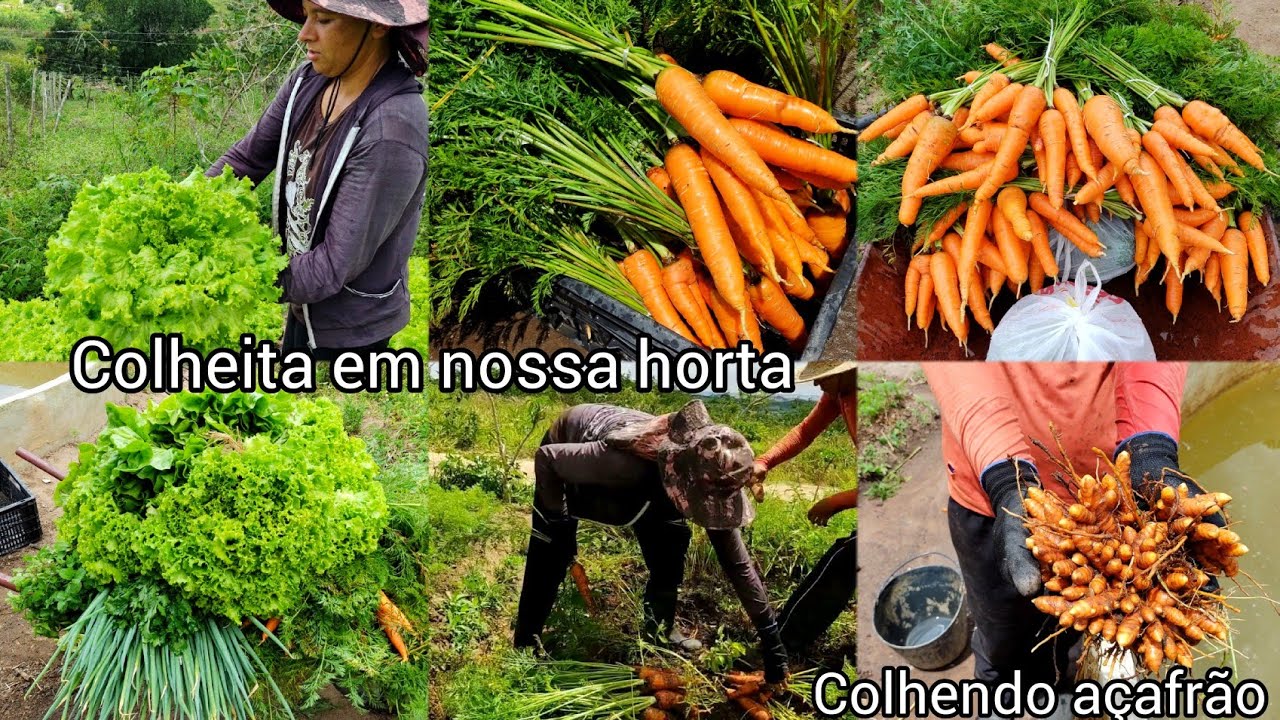 grande colheita em nossa horta + colhendo nosso açafrão da terra ...