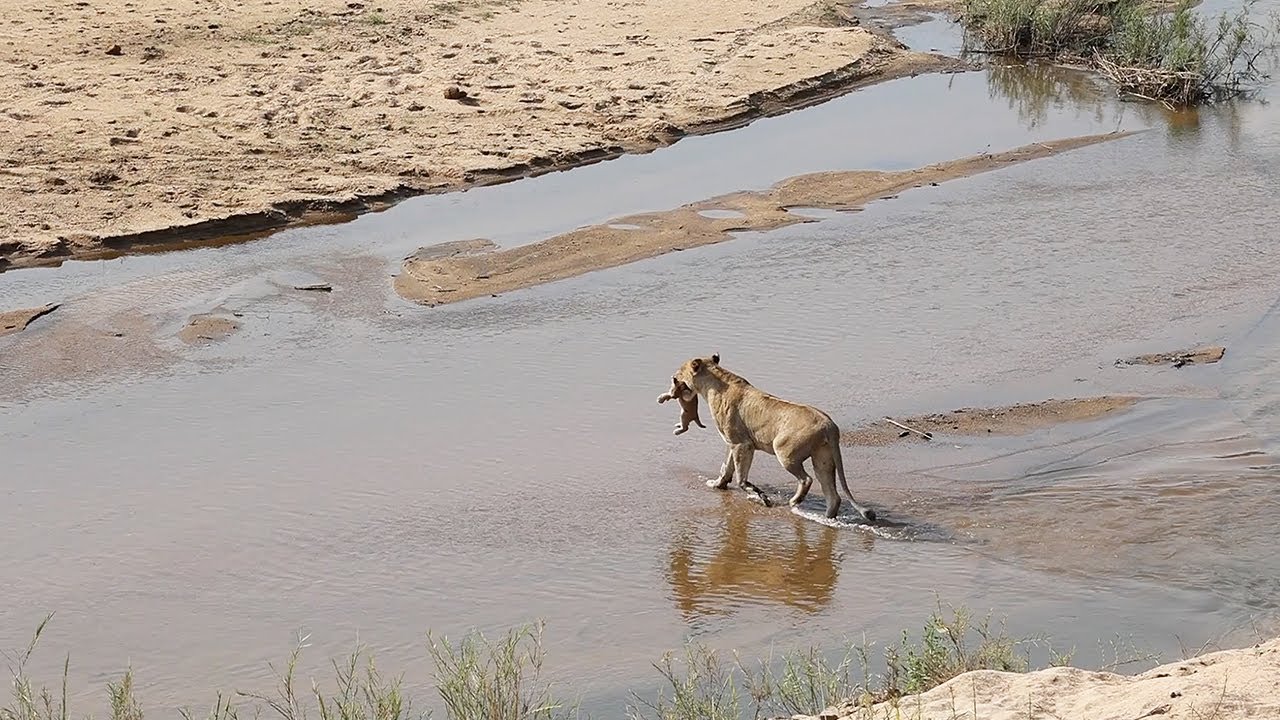 LIONESS carries CUB across Sand River. Northern Avoca male and HYENAS ...