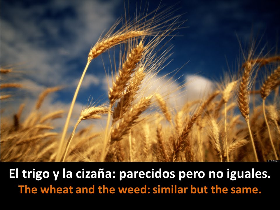 El trigo y la cizaña: Parecidos pero no iguales. - YouTube