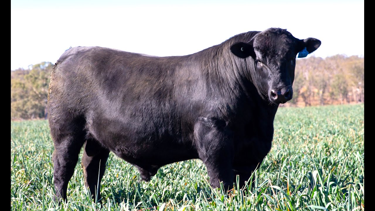 LOT 27 CLUNIE RANGE PRIDE P675 - YouTube