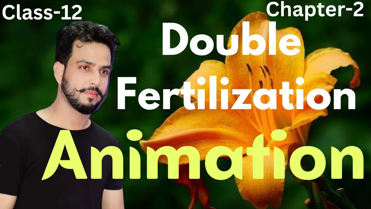 Double Fertilization Animation/Class-12/Ch-2/Sexual Reproduction in ...