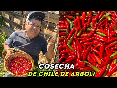 Una Gran Cosecha De Chile De Árbol En Mi Jardín!🌿🌶️ - YouTube