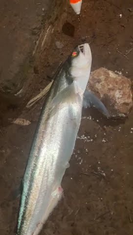 Olha o tamanho dessa cachorra...#fish #aventura #pescaria - YouTube