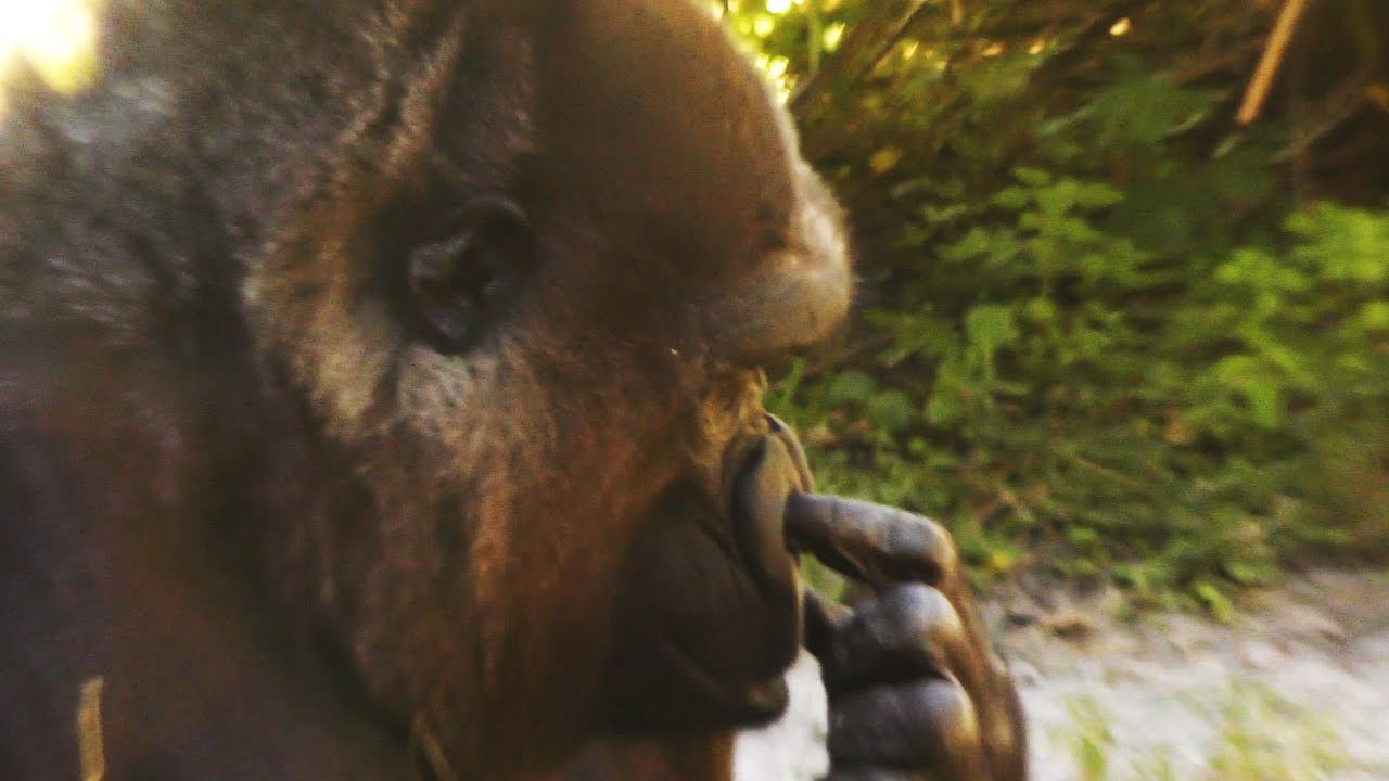 Gorilla Picks Nose FYV - YouTube