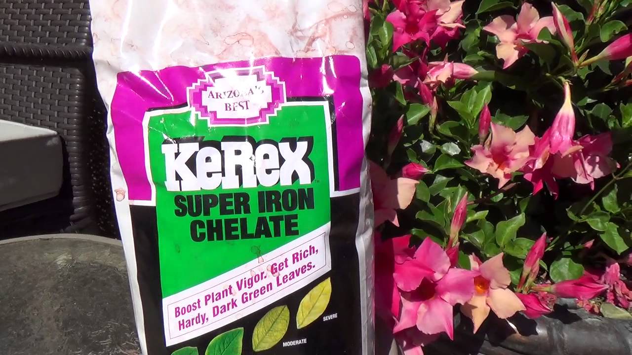 Iron deficiency anemia in Plants - YouTube