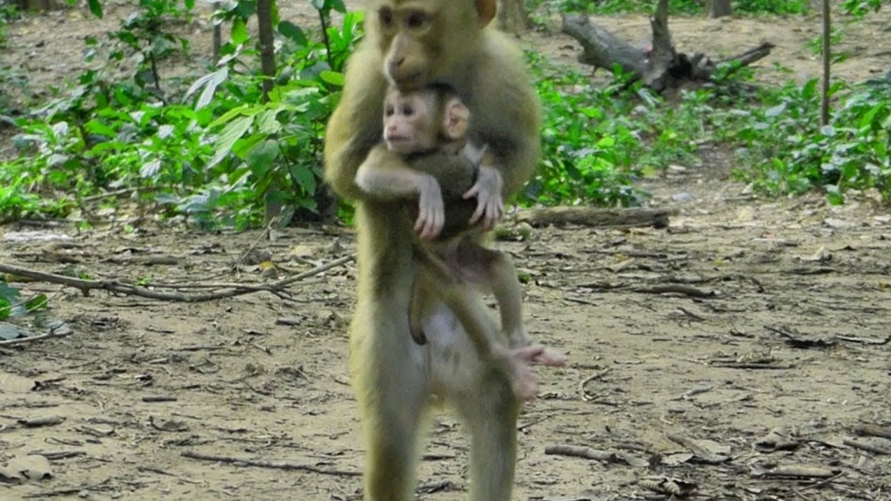OMG! Lillt monkey holding tiny new baby monkey running away from mom ...