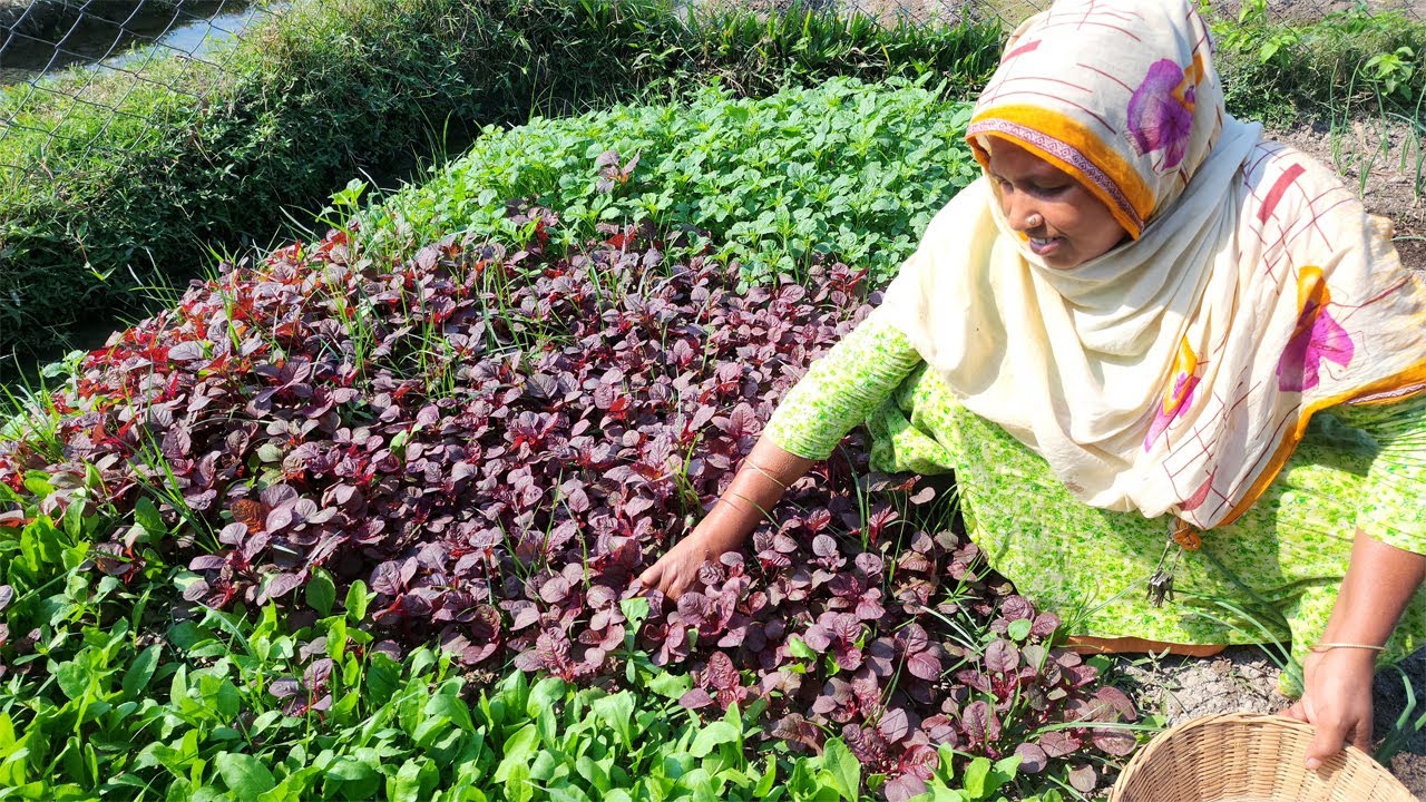 Pukurer Janto Choto Mach Diye Mather Taja Lal Shak Ranna WINTER SPECIAL ...