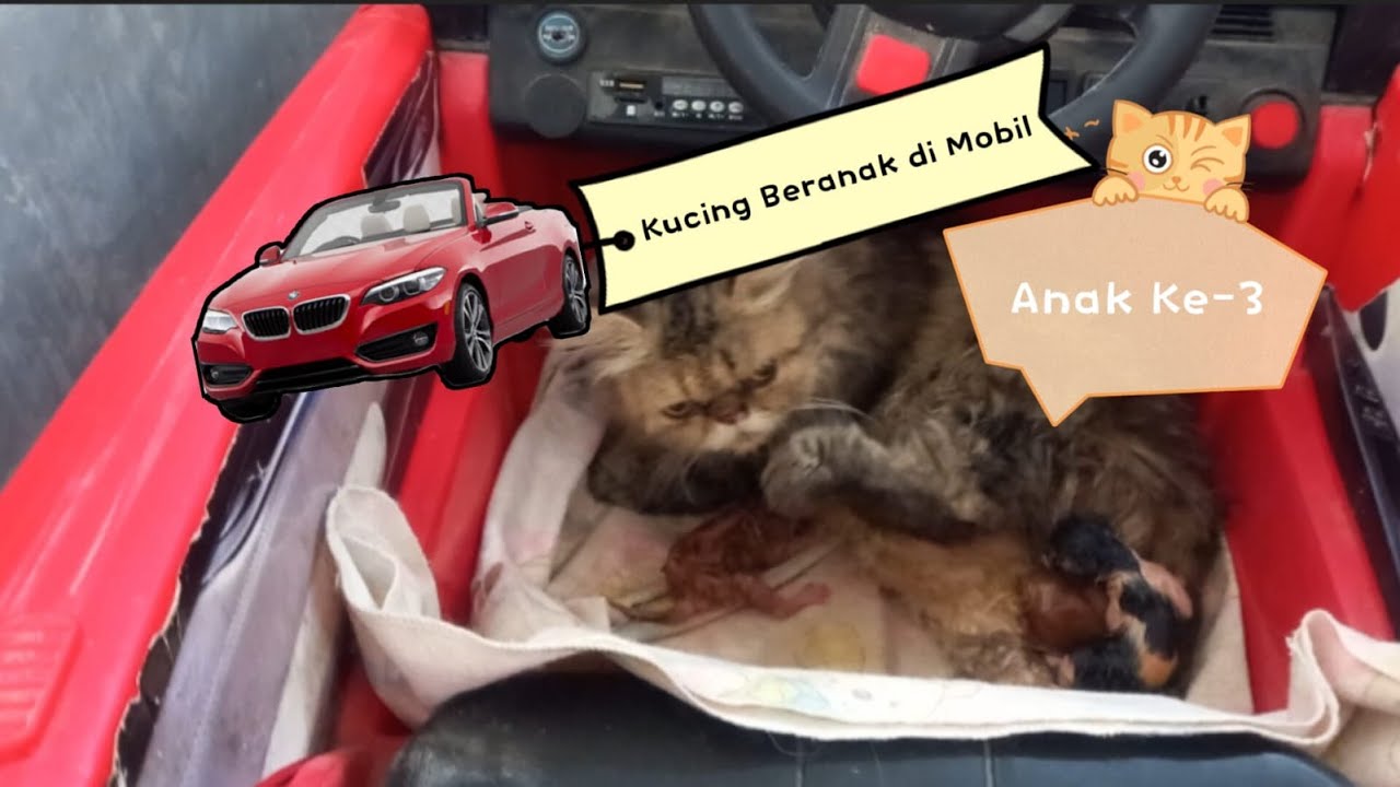 Kelahiran Anak Ke 3 - Kucing Beranak di Mobil - Cat Giving Birth - YouTube