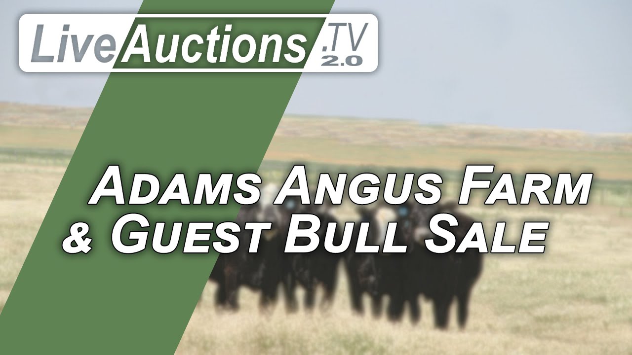 Adams Angus Farm & Guest Bull Sale 1/2/2021 - YouTube