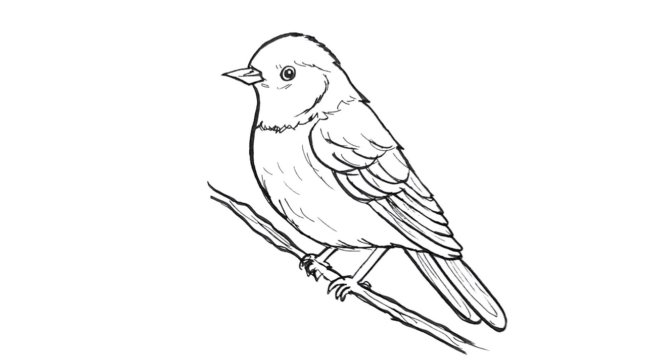 Sparrow Drawing Outline Sparrow Outline Images Free Download On
