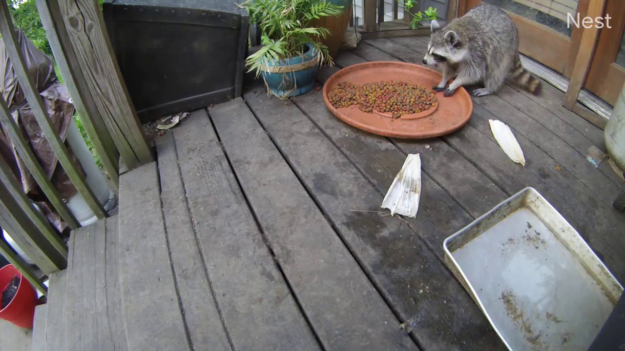White faced raccoon - YouTube