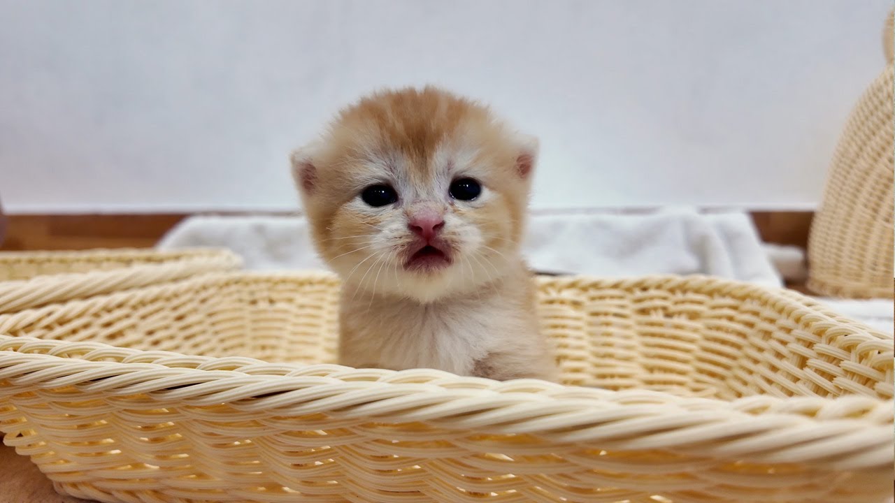 Adorable kitten Mimi is two weeks old - YouTube