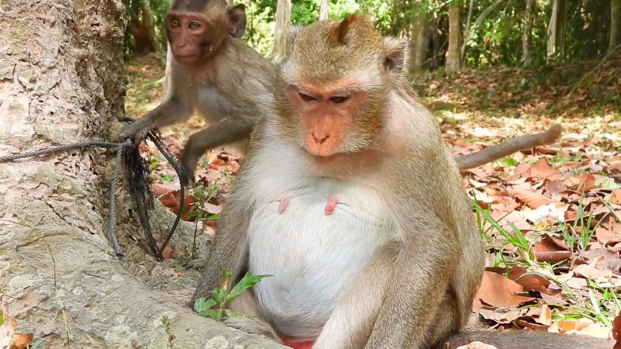 Real Action Pregnant Monkey Nearly Give New Birth-Old Video Diamond ...